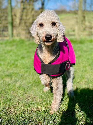 Dog Boarding Kennels Sheffield - Broomhillfarm Luxury Dog Hotel