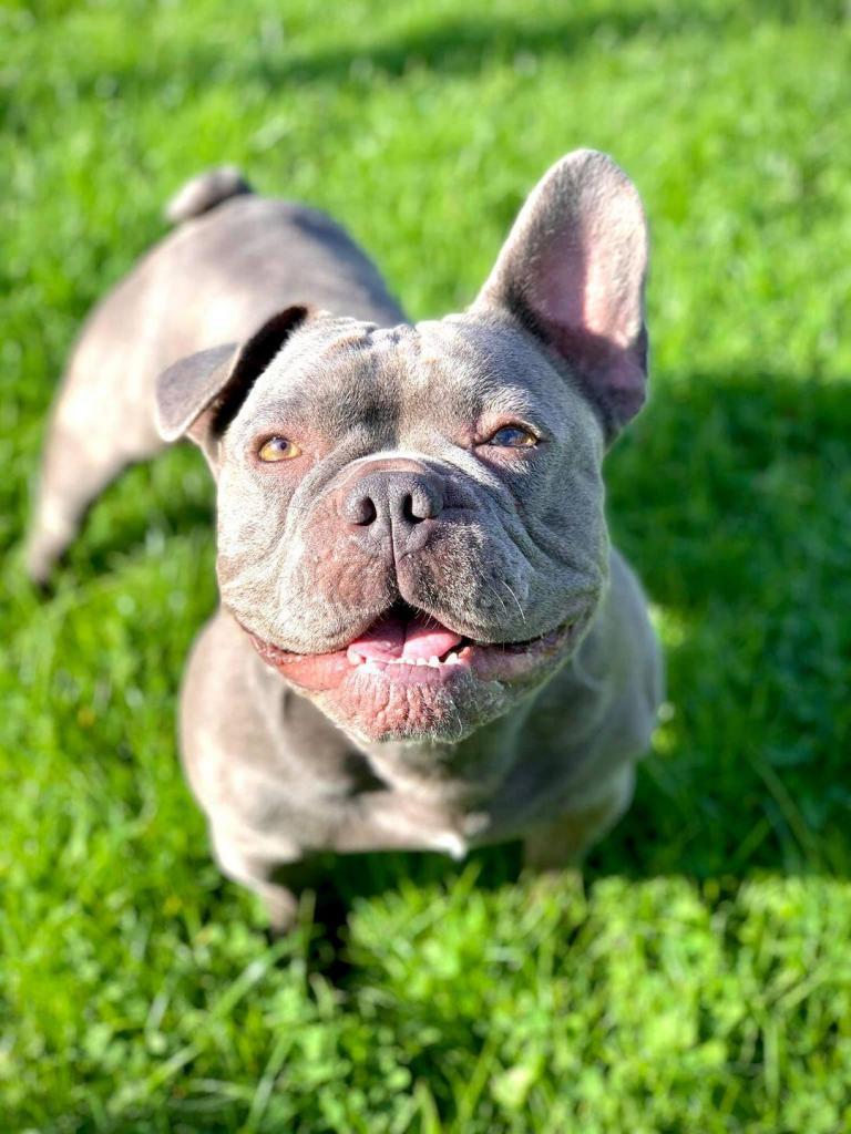 Dog Kennels in Sheffield - Broomhillfarm Luxury Dog Hotel